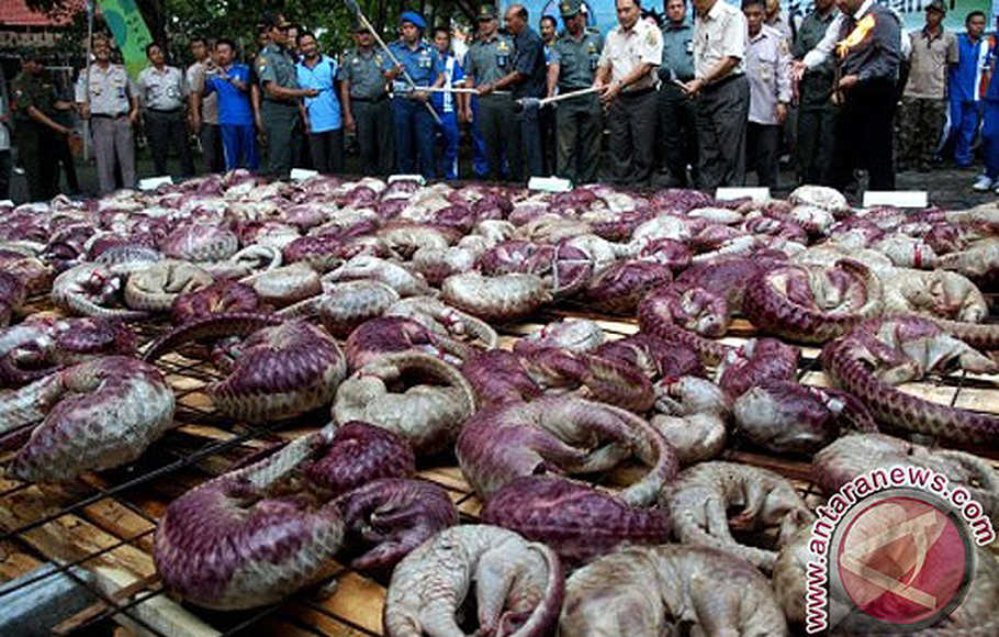 Trenggiling, si manis yang tragis